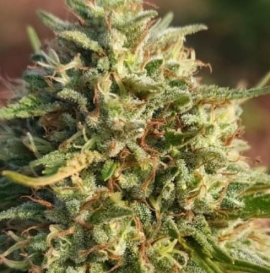 Zadruga Konopko vse o pridelavi in predelavi industrijske konoplje ...